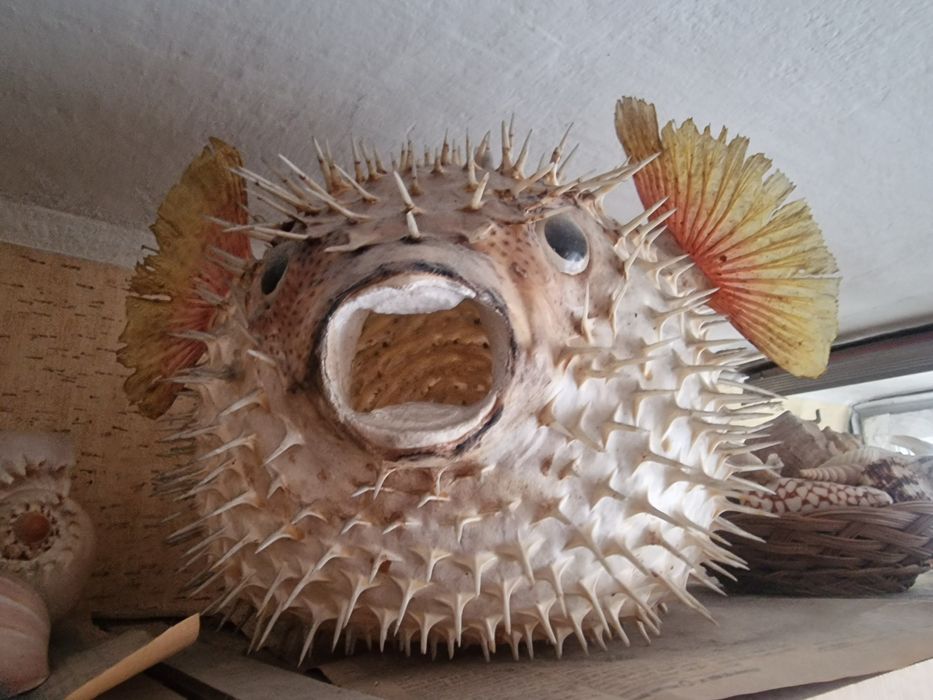 Ryba fugu duża prl rozdymka Płock • OLX.pl