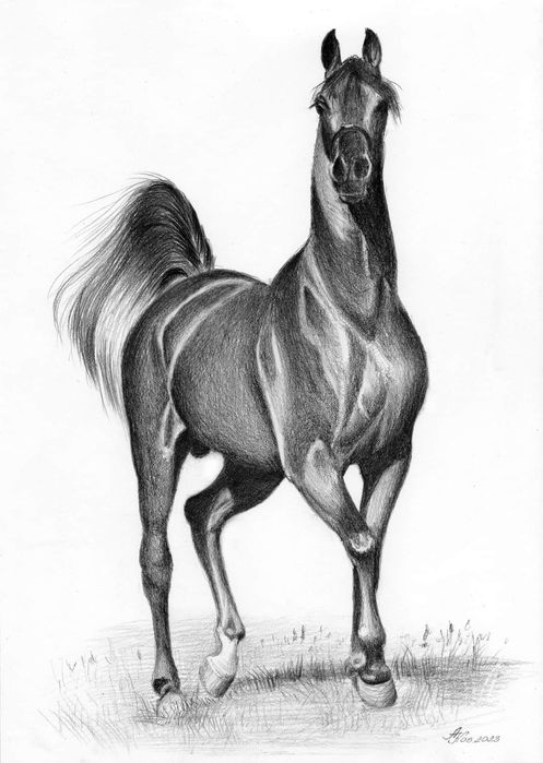 Картина малюнок олівцем Кінь 1 200 грн Живопис Світловодськ на Olx