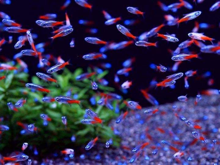 Rybki Akwariowe - Akwarystyka - OLX.pl