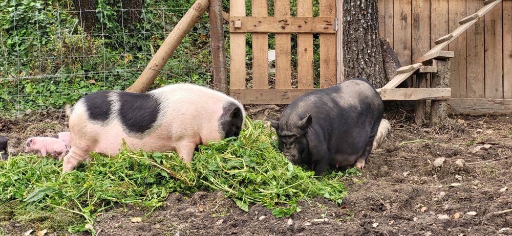 Mini pig | Porco anão capado Marrazes E Barosa • OLX.pt