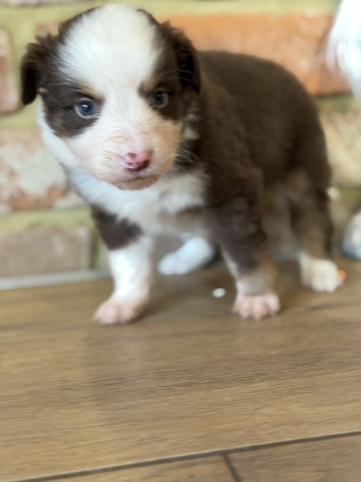 Amerykański owczarek miniaturowy FCI - Kelemenki Spices Red Pepper ...