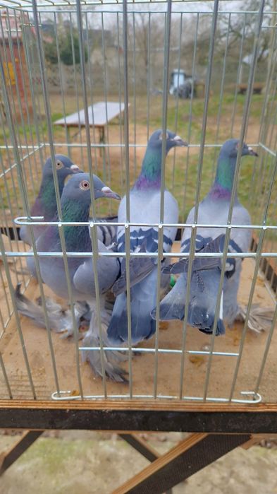 Sprzedam golebie Trzemeszno • OLX.pl