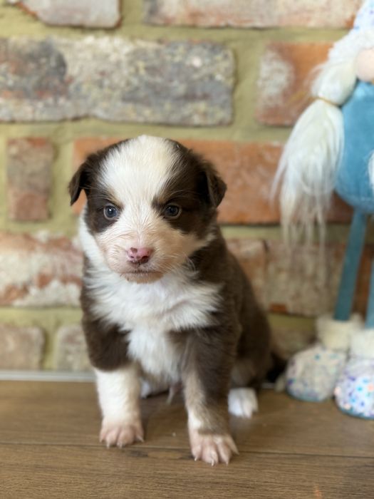 Amerykański owczarek miniaturowy FCI - Kelemenki Spices Red Pepper ...