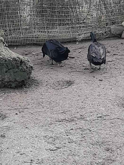 Kaczki cayugi, bażanty i perliki Kłosów • OLX.pl