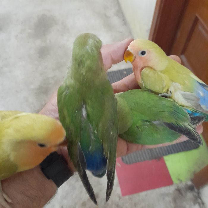 Agapornis e caturras Lijó • OLX.pt