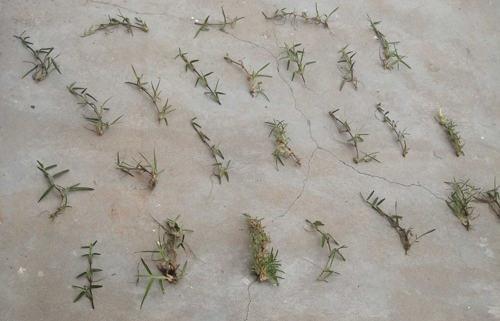 Relva escalracho nacional a melhor Torres Vedras (São Pedro, Santiago ...