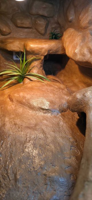 Agama brodata samica w zestawie z terrarium. Zestaw Dębno • OLX.pl