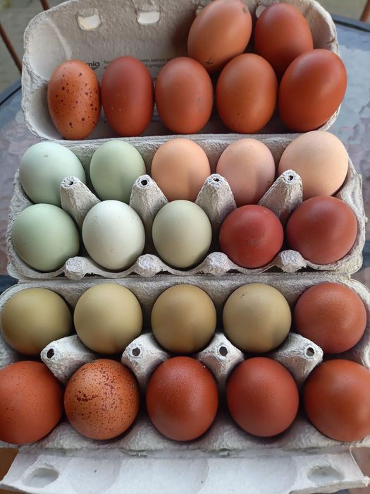 Jaja lęgowe mix. Wysyłam. Dostępne. Kalina Wielka • OLX.pl