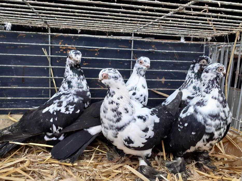 Sprzedam gołębie Motyle warszawskie Lidzbark • OLX.pl