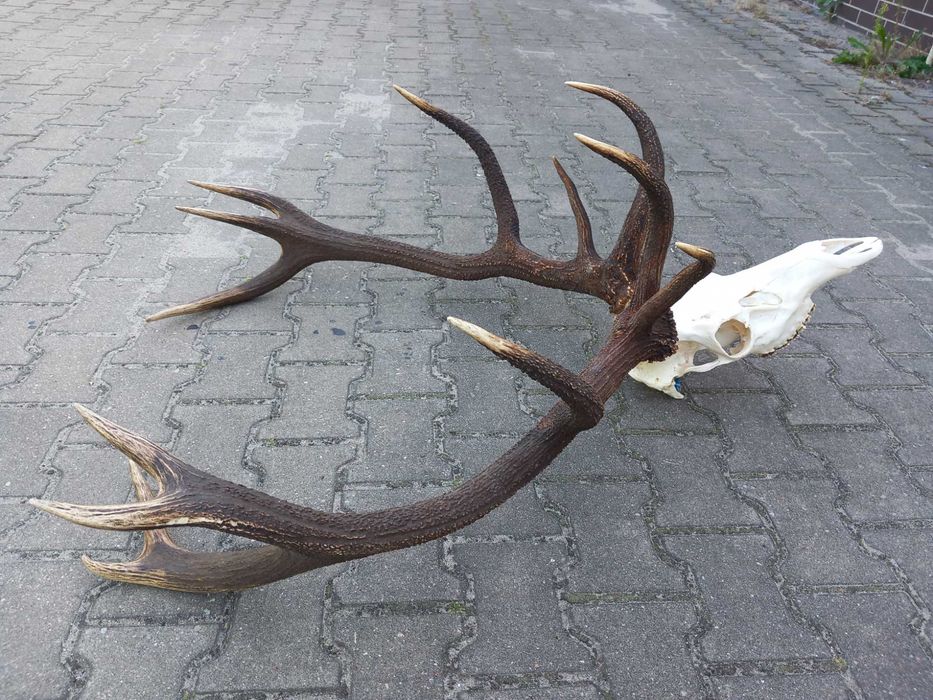 Poroże, Jeleń, Byk, Wieniec, Czternastak Rogi, 8,0 kg Stargard • OLX.pl