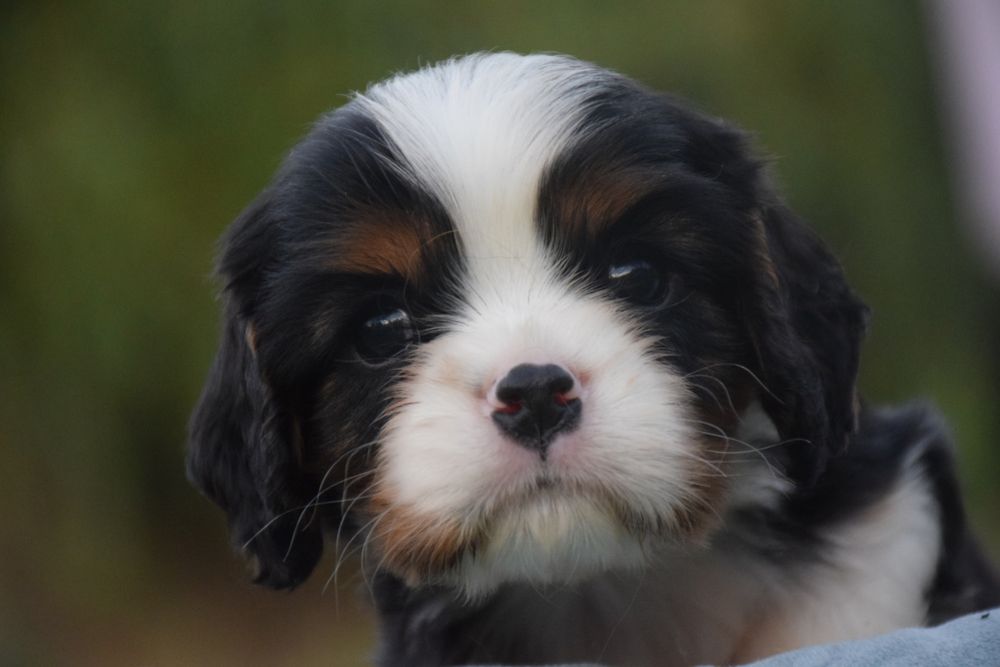 Szczeniak Cavalier King Charles Spaniel FCI Toruń • OLX.pl