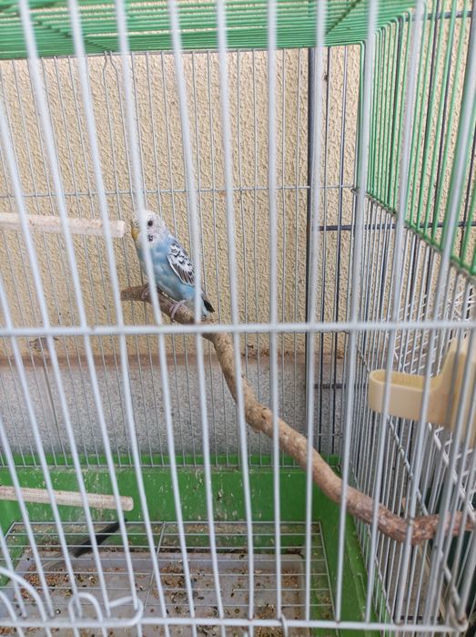 Periquitos machos e fêmeas e figuras feitas com missangas Setúbal (São ...