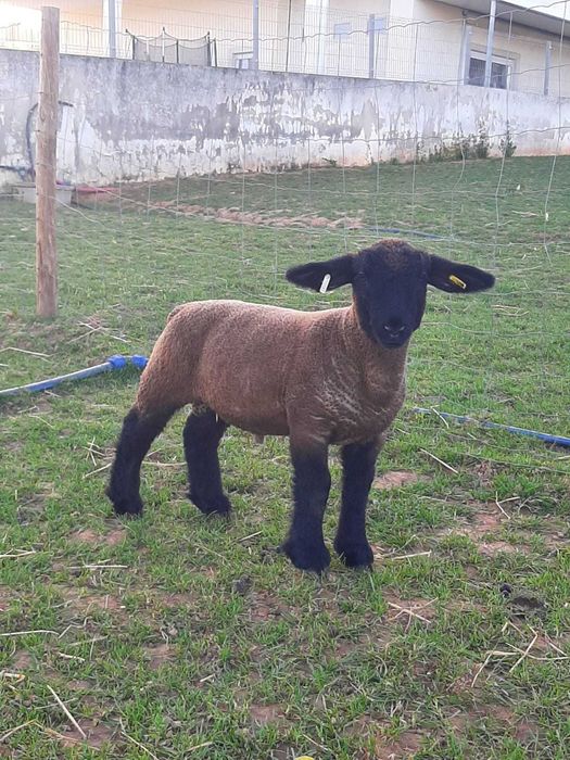 Borregos / Borregas da Raça Suffolk Puros Pedreiras • OLX Portugal