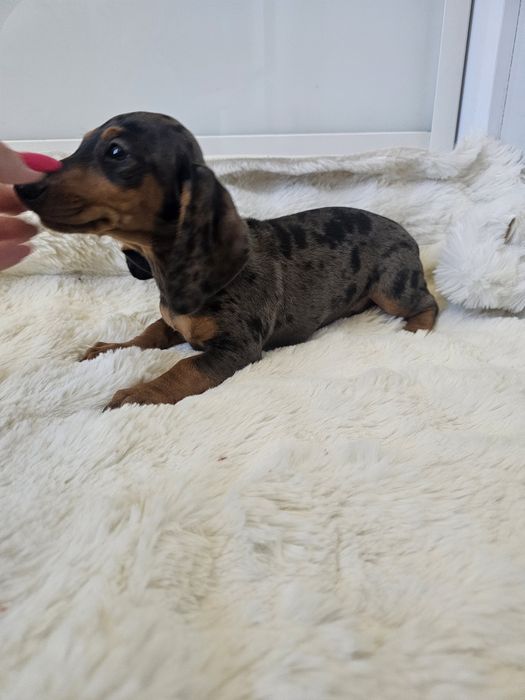 Jamnik miniaturowy suczka merle Warszawa Ursynów • OLX.pl