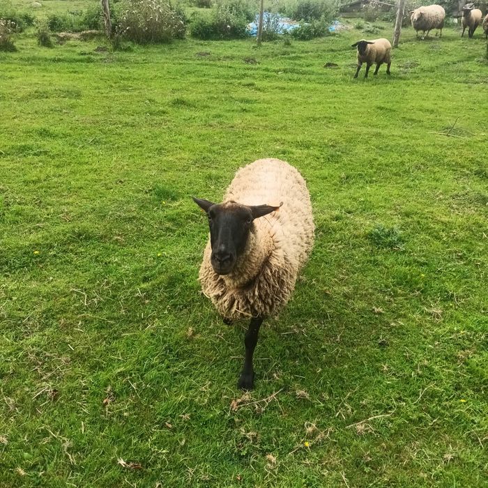 Owce suffolk sprzedam Kamień Pomorski • OLX.pl