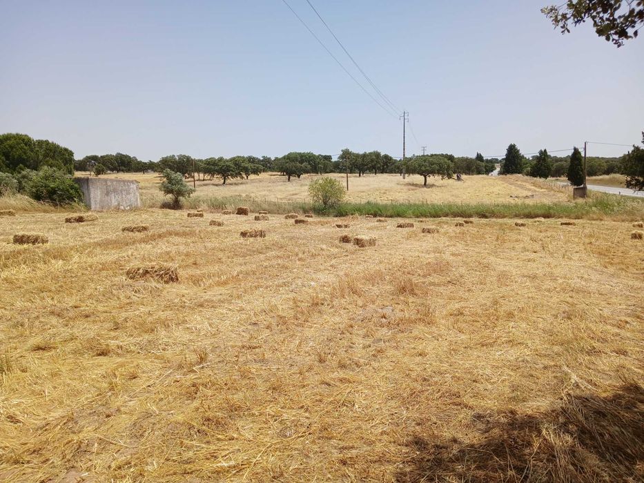Feno 2025 aveia e trigo Serpa (Salvador E Santa Maria) • OLX.pt