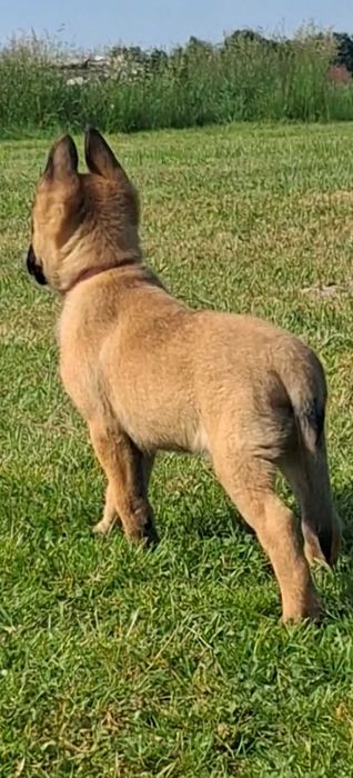 Owczarek Belgijski Malinois FCI Mników • OLX.pl