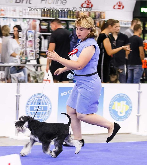 Цвергшнауцер цуценята FCI: 25 000 грн. - Собаки Київ на Olx