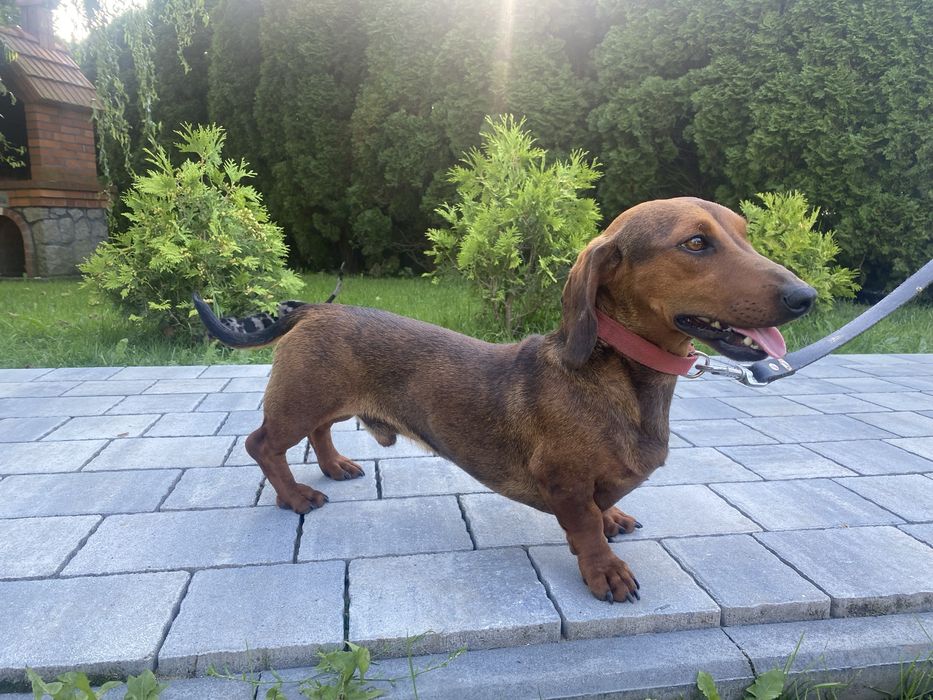 Jamnik miniaturowy krotkowlosy Świebodzin • OLX.pl