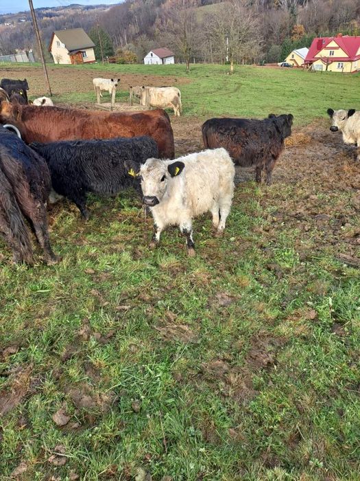 Galloway odsadki krowy Gwoźnica Górna • OLX.pl