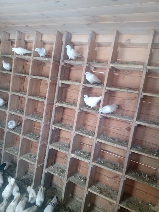 Sprzedam białe gołębie Zawady • OLX.pl