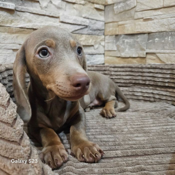 Suczka jamnik miniaturowy krótkowłosy merle/ isabella Sopot Centrum ...