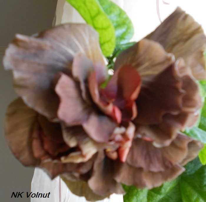 Сортовий гібіскус NK Volnut: 300 грн. - Кімнатні рослини Черкаси на Olx