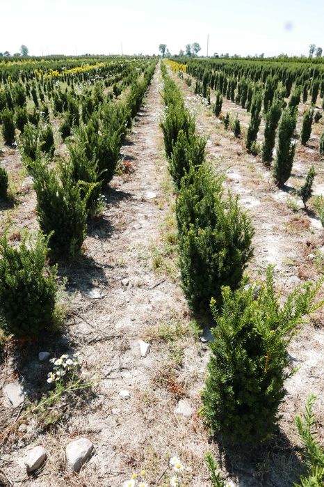 Cis pośredni 'Hilli'/ Taxus × media 'Hilli' Śleszyn • OLX.pl