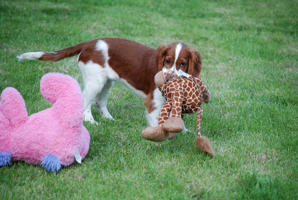 Springer spaniel walijski Warszawa Mokotów • OLX.pl
