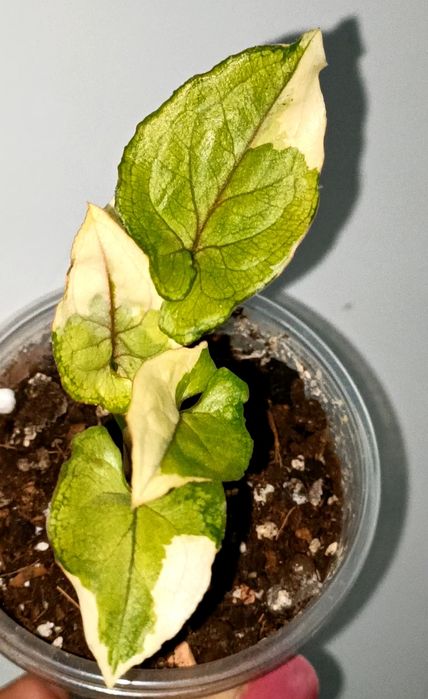 Сингониумы: White Princess, Strawberry Ice: 1 000 грн. - Кімнатні ...