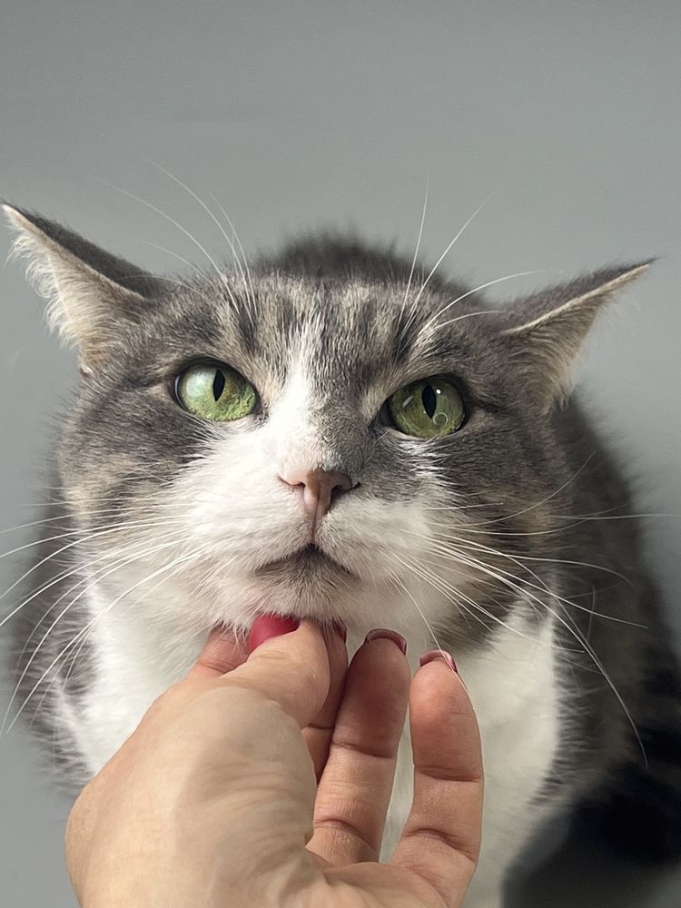 Лагідний котик в добрі руки: Безкоштовно - Безкоштовно (тварини і в ...