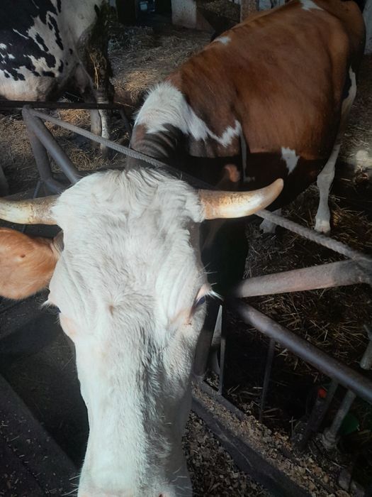 Krowa cielna simental Jackowice • OLX.pl