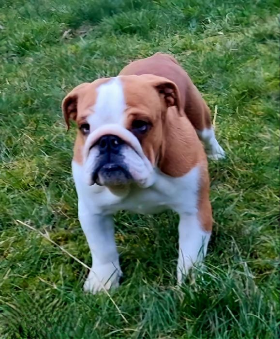 Buldog Angielski suczka FCI Kołobrzeg • OLX.pl