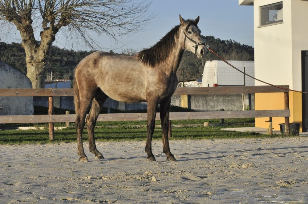 Poldro Puro Lusitano 34meses Carapinheira • OLX Portugal