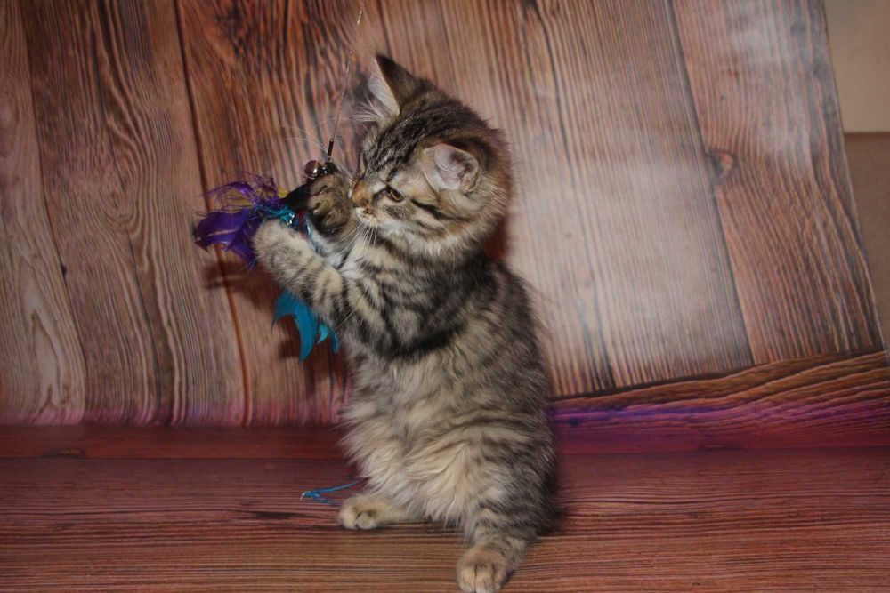 Cleo kotka Syberyjska z rodowodem FPL, legalna hodowla 18 lat Wrocław ...