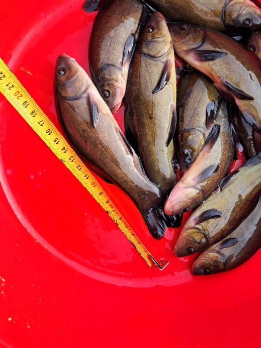 Lin narybek 15-20cm, Jesiotr, karp Siedlce • OLX.pl