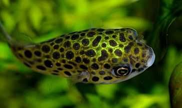 Kolcobrzuch zielony - Tetraodon nigroviridis - Nadymka - dowóz wysyłka ...