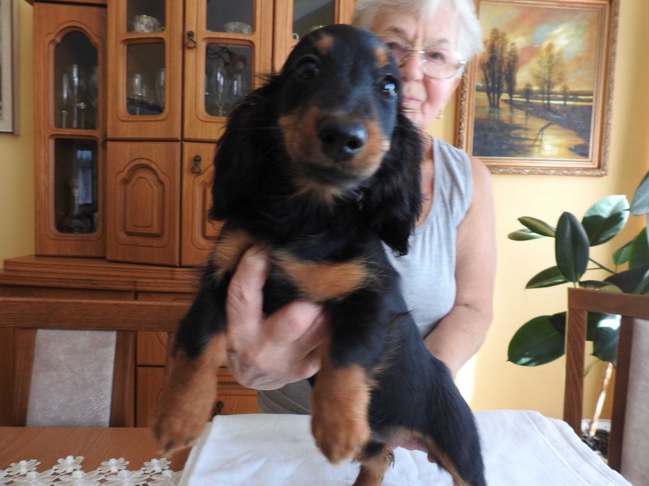 Jamnik długowłosy miniaturowy-rodowodowy Kawęczyn • OLX.pl