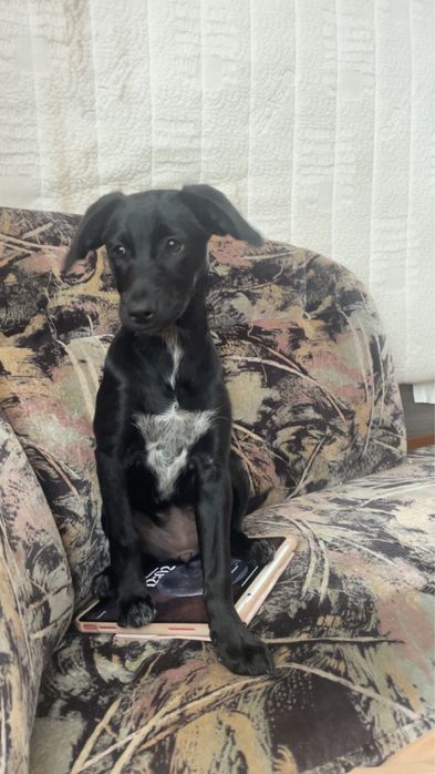 Suczka 7 miesieczna mieszaniec do oddania Rajkowo • OLX.pl