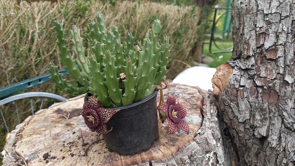 Stapelia/ Orbea Variegata/ Gwiazda szeryfa - duże sadzonki Wrocław ...
