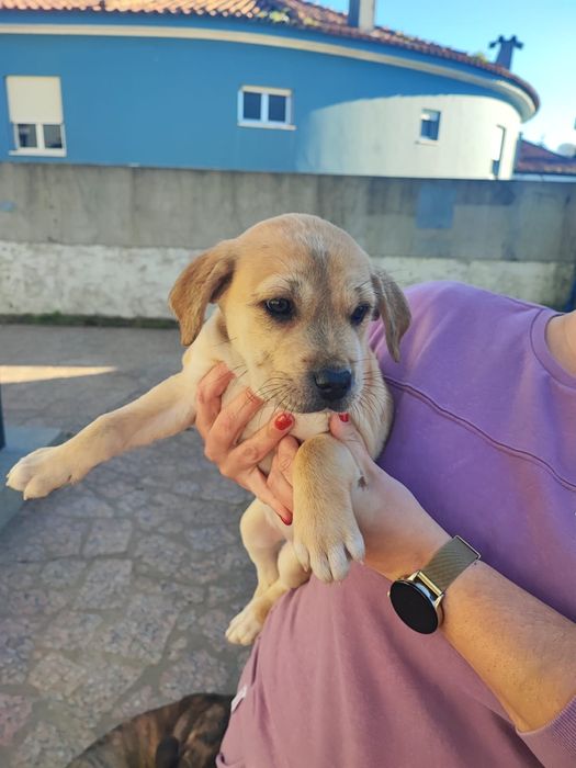 Dou Fila de sao miguel Aldoar, Foz Do Douro E Nevogilde • OLX.pt