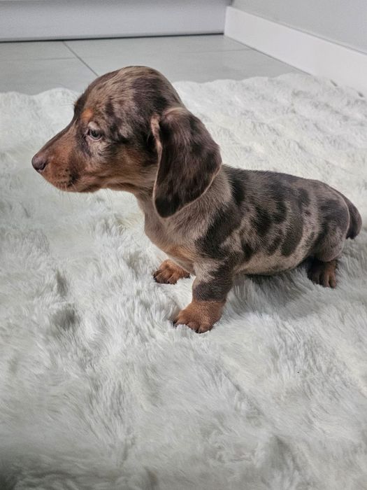Jamnik miniaturowy sunia Warszawa Ursynów • OLX.pl