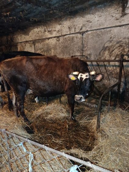 Sprzedam 2 krowy Zakrzówek Kolonia • OLX.pl