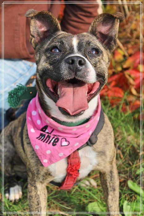 Mini amstaff do adopcji Dobroń • OLX.pl