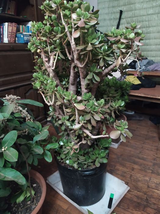 Растение денежное-суккулент "Толстянка древовидная crassula": 10 000 ...