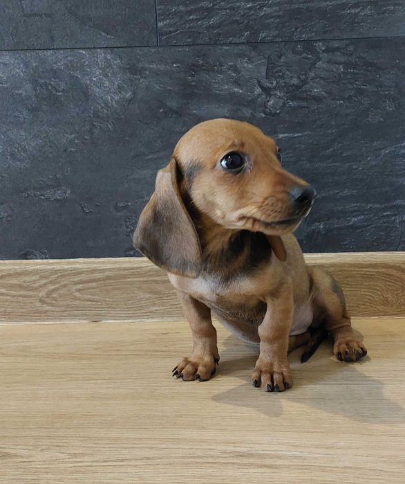 Jamnik Miniaturowy Kraków Zwierzyniec • OLX.pl