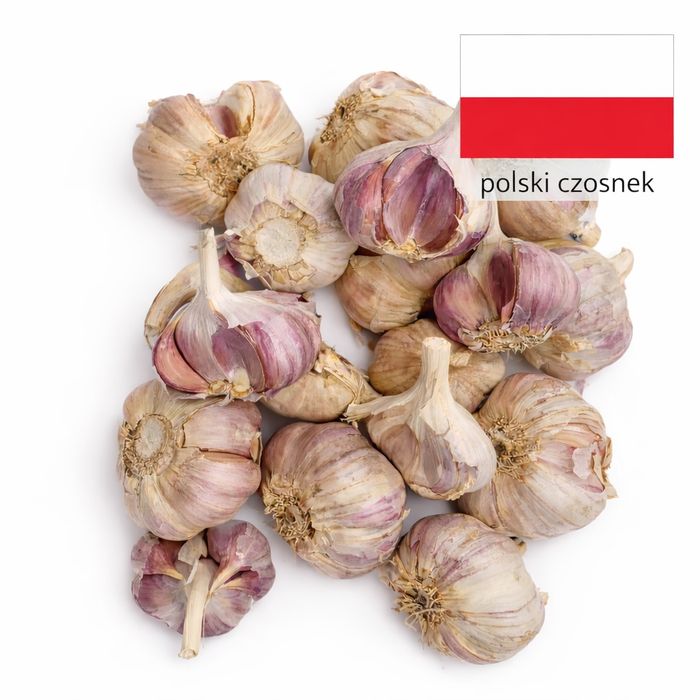 CZOSNEK 5kg polski odmiana Harnaś przemysłowy Działoszyn • OLX.pl