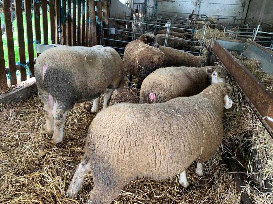 Borregos, borregas Ile de france Monte Redondo E Carreira • OLX Portugal