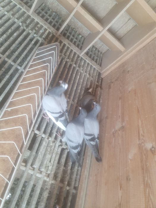 MŁODE GOŁĘBIE na sprzedaż 15 szt.odbiór 30/05/2026 po WDOWCACH po C ...