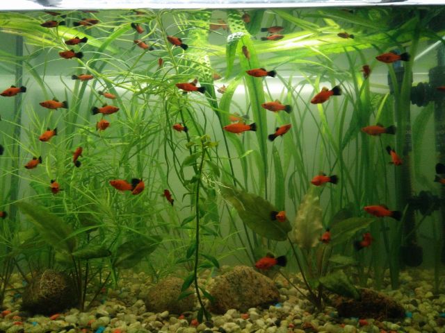 Akwarystyka w Morąg